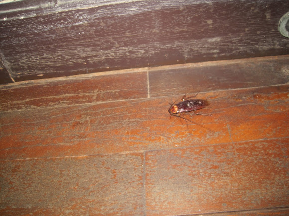 Asian Cockroach | Project Noah