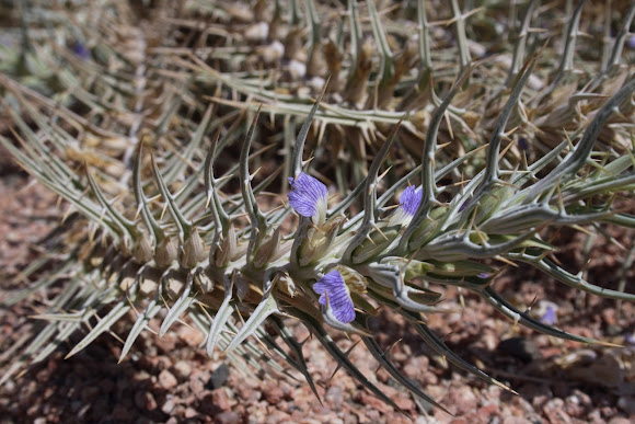 Blepharis | Project Noah