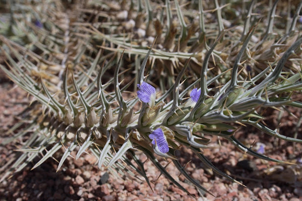 Blepharis | Project Noah