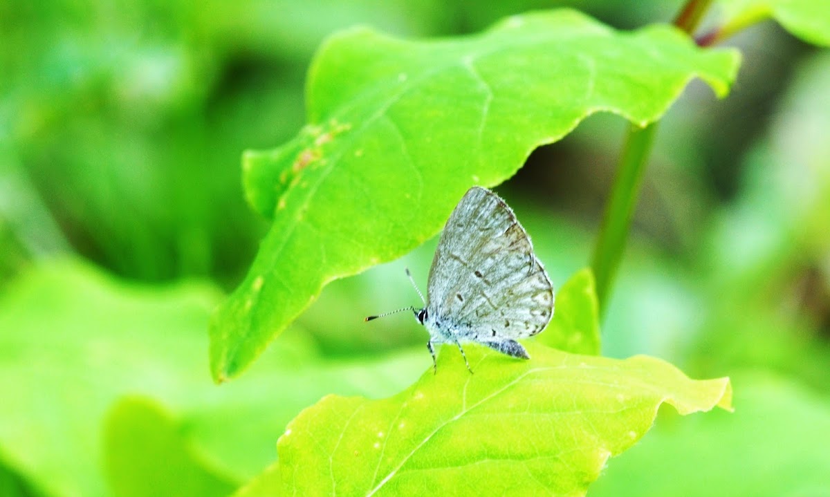 Spring Azure | Project Noah