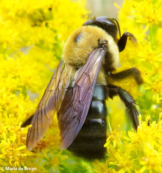 Eastern carpenter bee | Project Noah