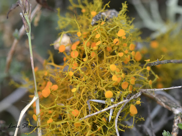 Golden Eye Lichen | Project Noah
