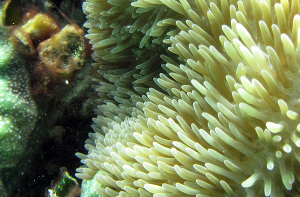 Sun Anemone | Project Noah