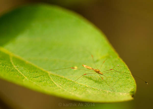 Stilt bug | Project Noah