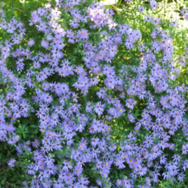 Fall aster | Project Noah