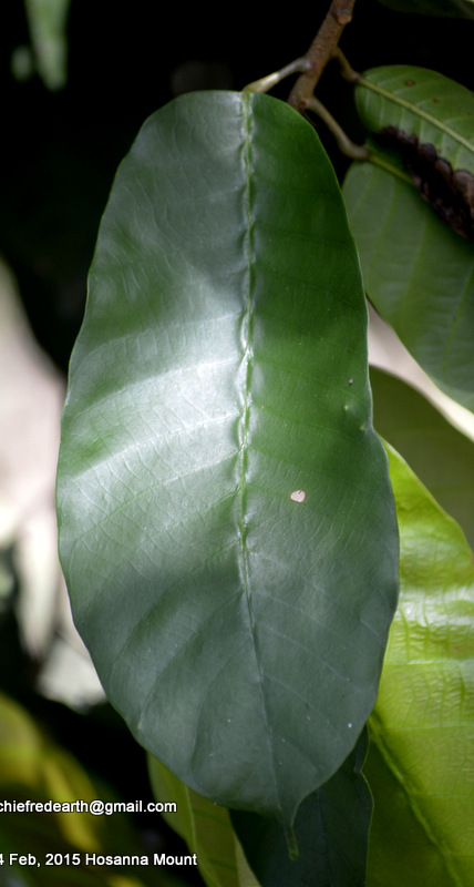 Indian Copal Tree, Piney Varnish Tree, White Dhamar | Project Noah