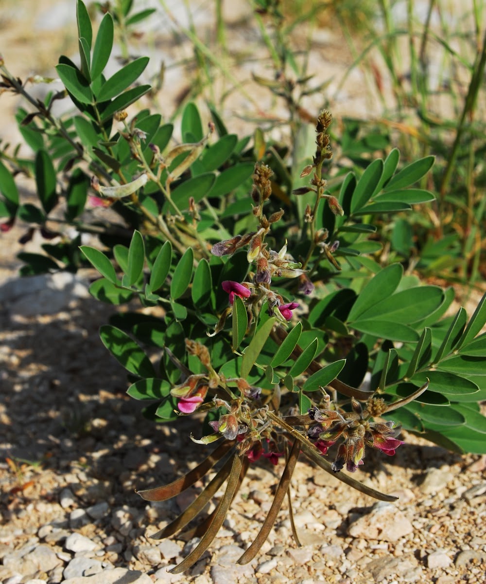 Fabaceae(Leguminosae) Pea family; Arabic name - dhafra, omayye, nafal ...