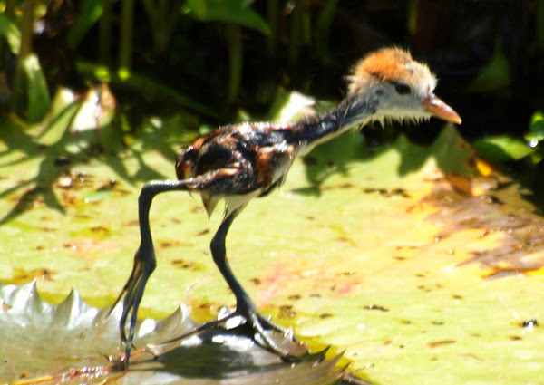 Comb-crested Jacana ( Chick ) | Project Noah