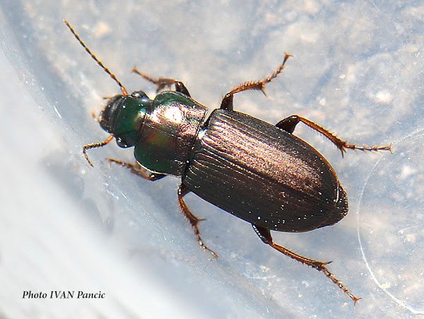 Harpalus Ground Beetle | Project Noah