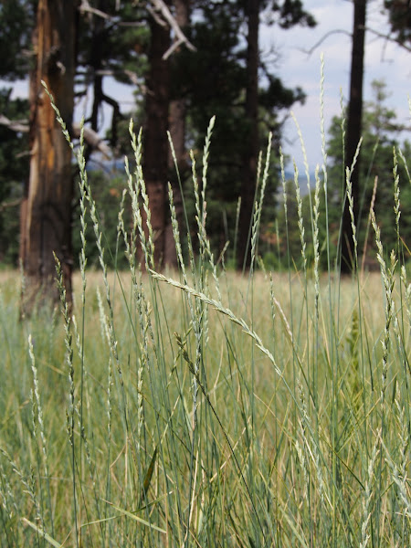 western wheatgrass | Project Noah