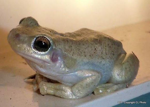 Desert Tree Frog | Project Noah