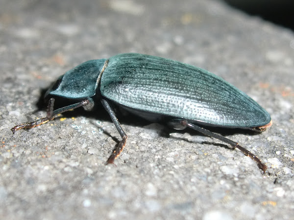 Pie-dish beetle | Project Noah