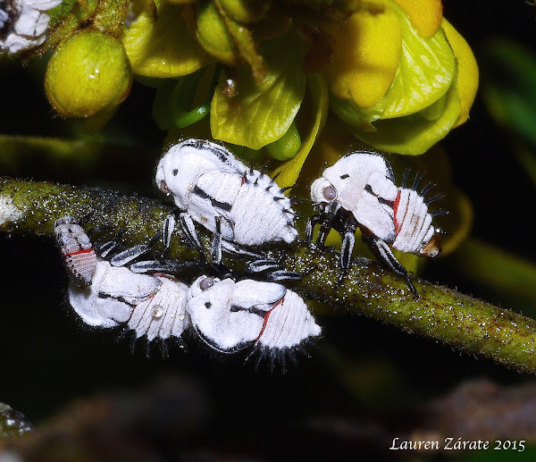 Treehoppers & Nymphs | Project Noah