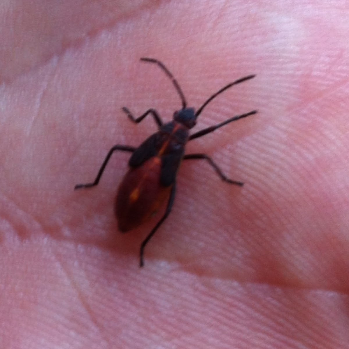 Eastern Boxelder Bug(nymph) | Project Noah