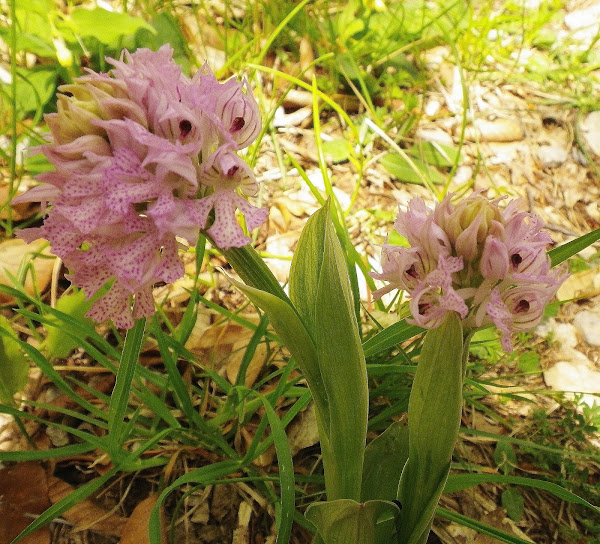 Three-toothed orchid, trozubi kaćun | Project Noah