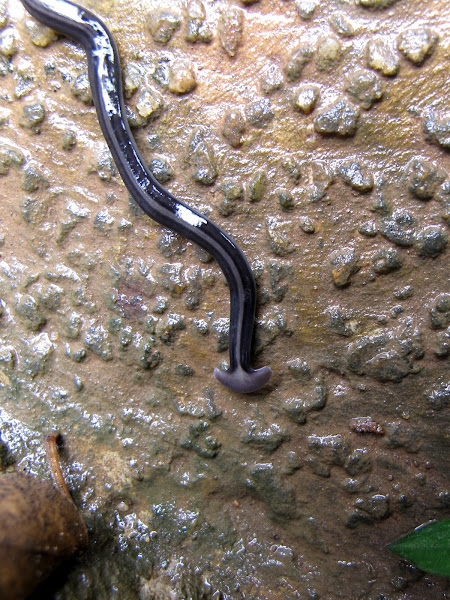 Unknown Thai Hammerhead Flatworm | Project Noah