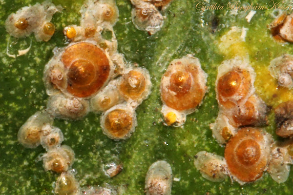 California Red Scale | Project Noah