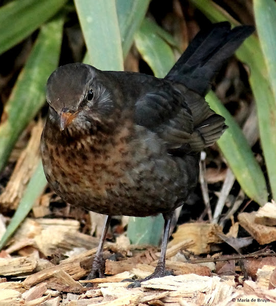 Common blackbird, female | Project Noah