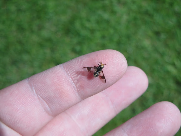 Deer Fly | Project Noah