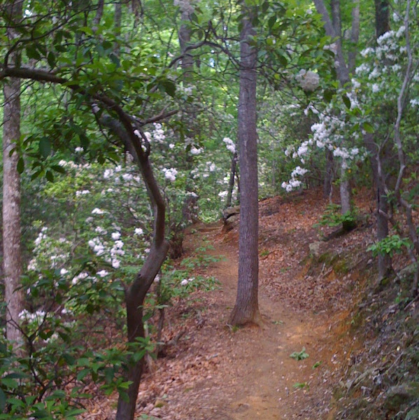Mountain Laurel | Project Noah