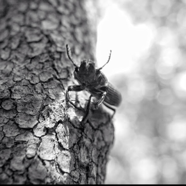 Horned Passalus Beetle; Betsy Beetle | Project Noah