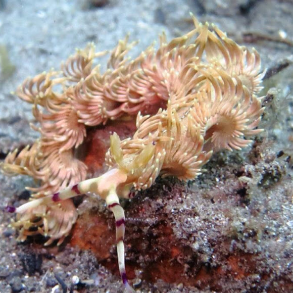 Pteraeolidia ianthina | Project Noah