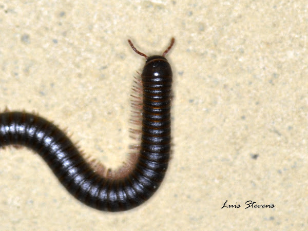 Millipedes | Project Noah
