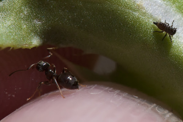 tiny ladybug nymphs | Project Noah