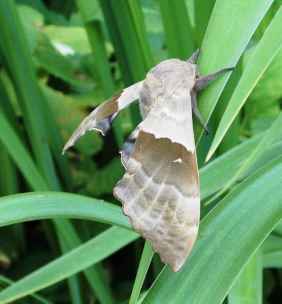 Modest Sphinx Moth, Big Poplar Sphinx Moth | Project Noah