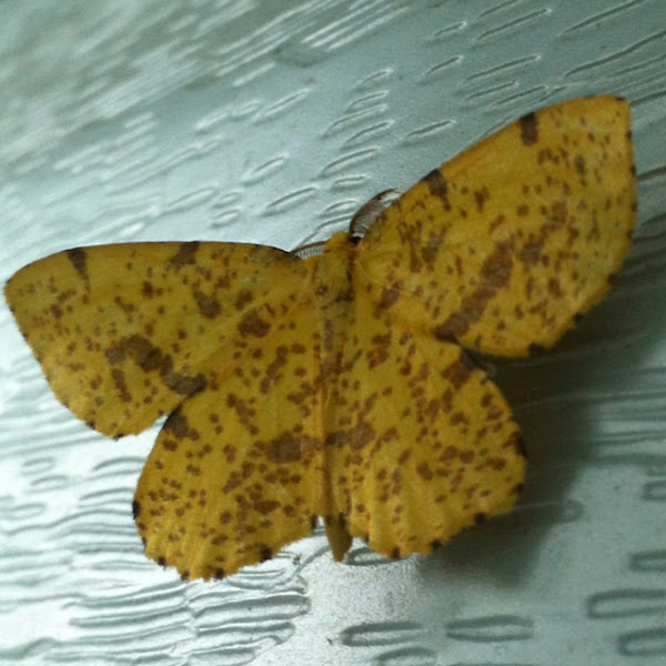 Xanthotype moth | Project Noah