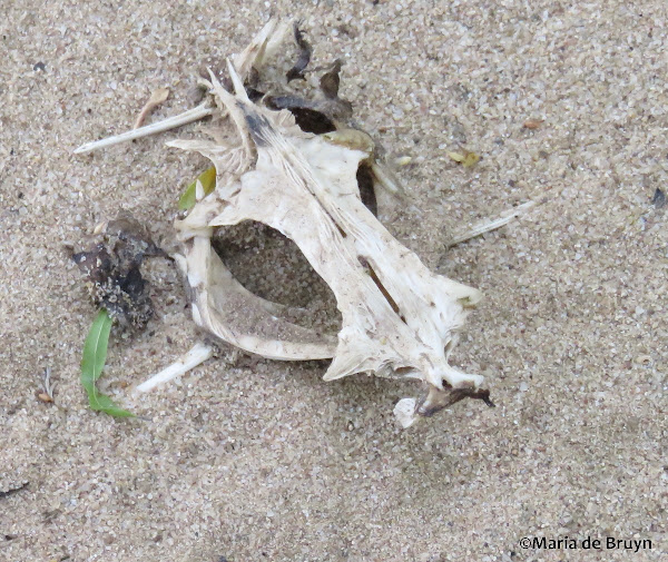 Channel catfish | Project Noah