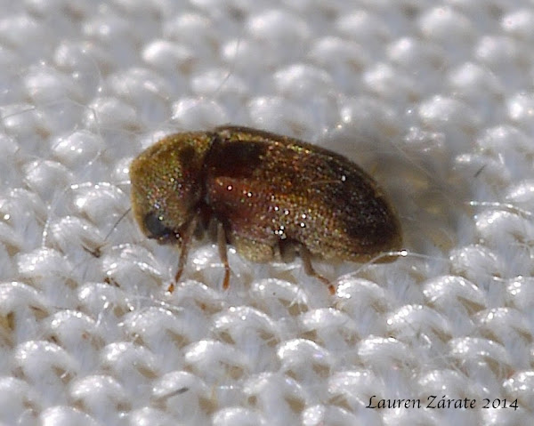 Ptinid (Anobiid) Wood Boring Beetle | Project Noah