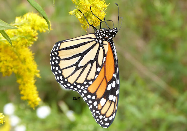 Monarch Butterfly | Project Noah
