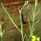 Mustard Sawfly Larva | Project Noah