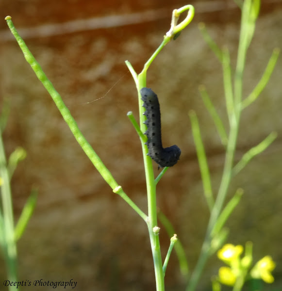 Mustard Sawfly Larva | Project Noah