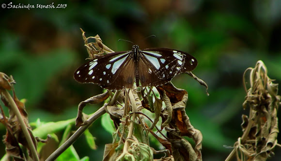 Ceylon Tiger | Project Noah