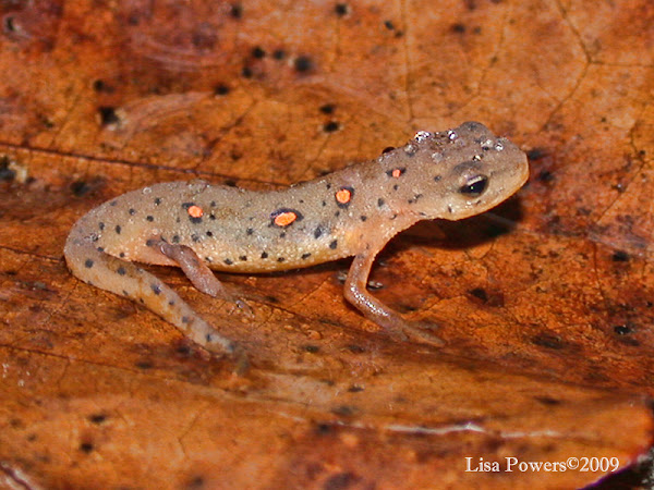Eastern Newt - red eft stage | Project Noah