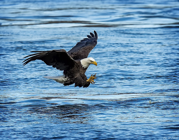 Bald Eagle | Project Noah