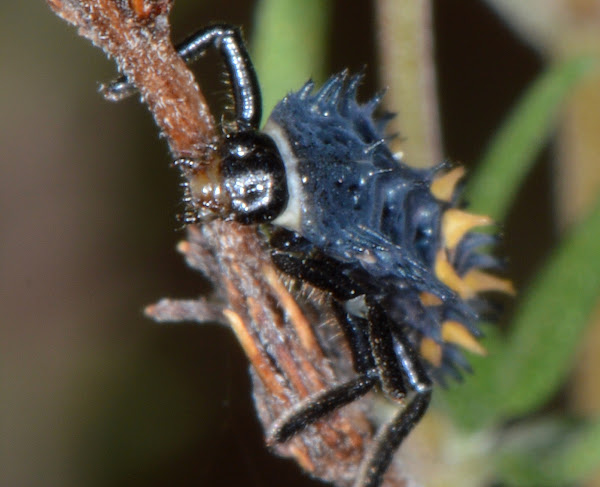 Common Spotted Ladybeetle (Instar) | Project Noah