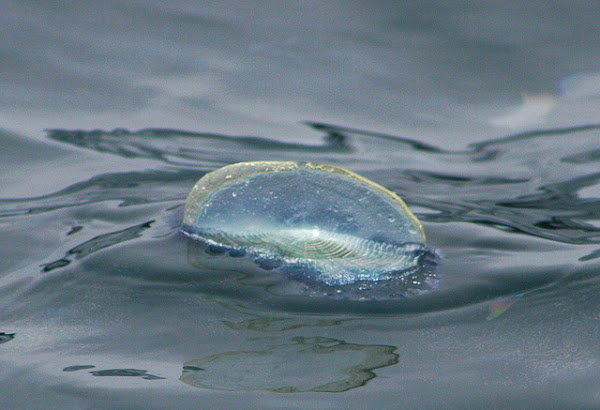 By-the-wind Sailor | Project Noah