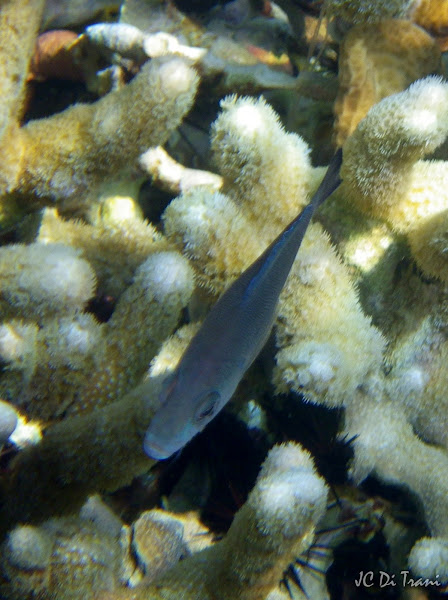 Blue Hamlet | Project Noah