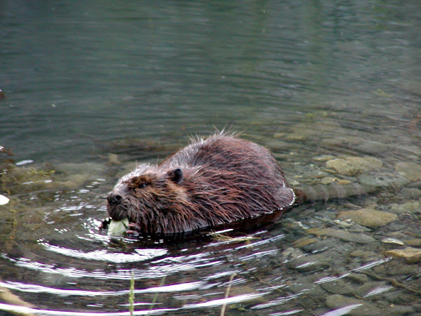Alaska Beaver | Project Noah