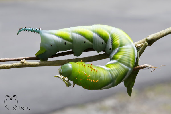 Manduca caterpillar | Project Noah
