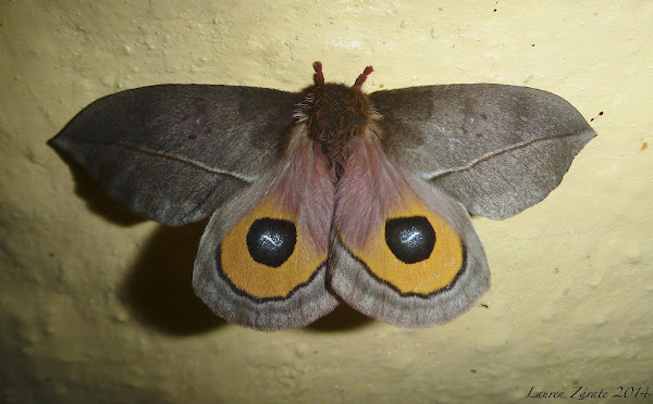 Automeris Moth | Project Noah