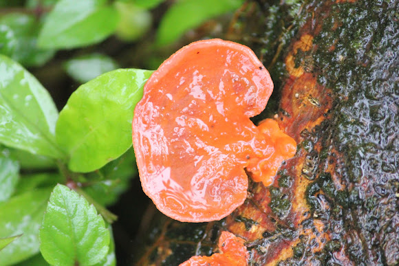 Red fungus | Project Noah