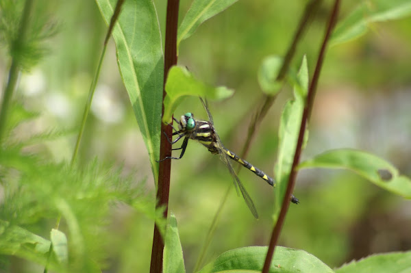Dragonfly | Project Noah