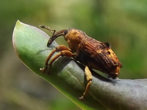 Elephant weevil | Project Noah