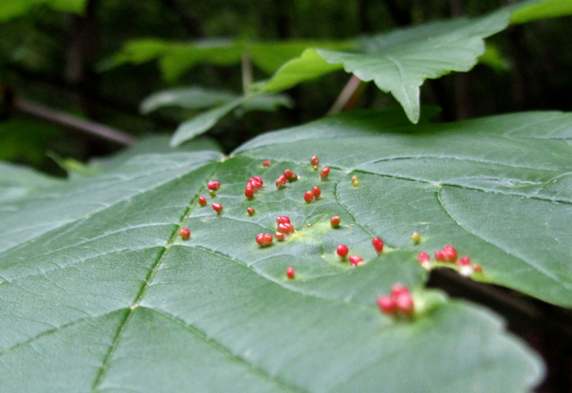 Maple Bladder Gall | Project Noah