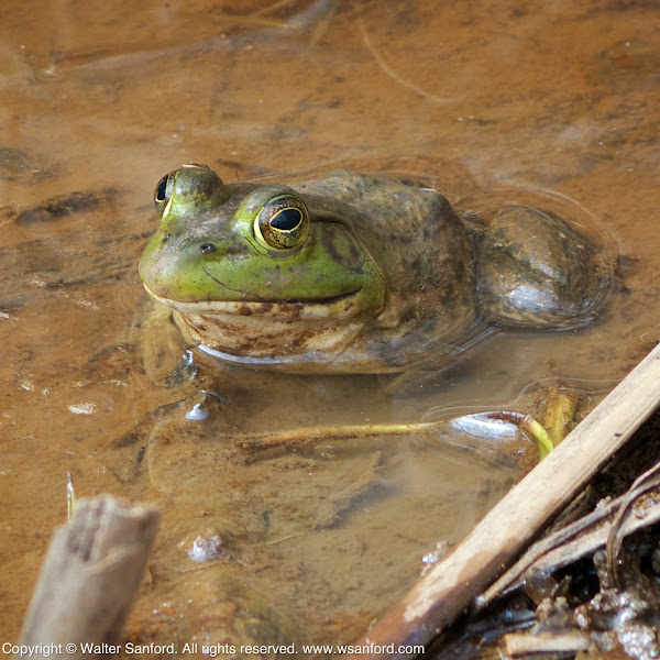 American Bullfrog | Project Noah