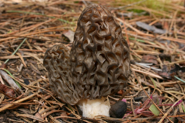 Morel | Project Noah